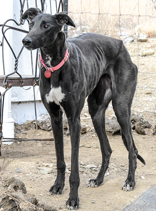 Available Dogs - GPA-AZ