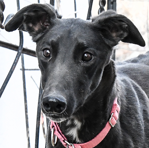 Available Dogs - GPA-AZ