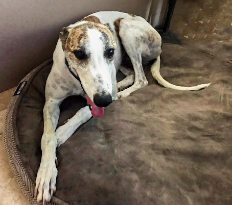 Available Dogs - GPA-AZ