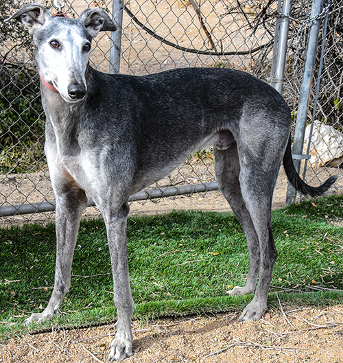 Available Dogs - GPA-AZ