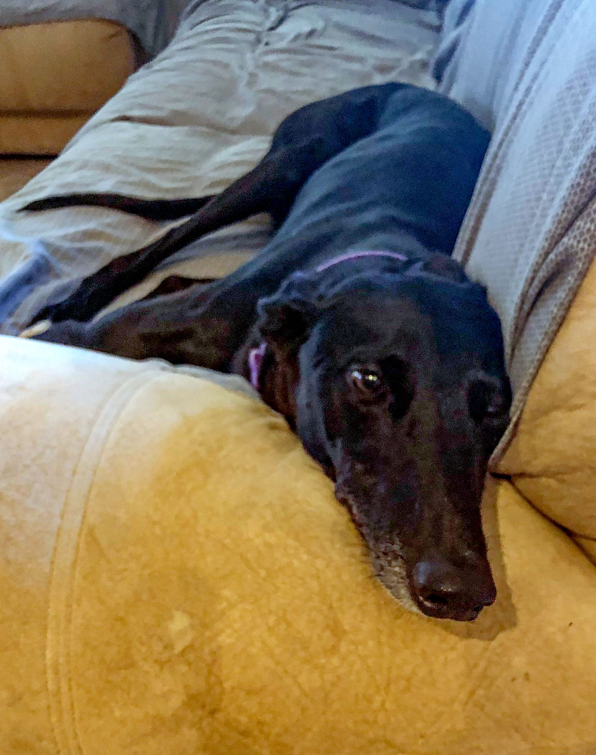 Available Dogs - GPA-AZ